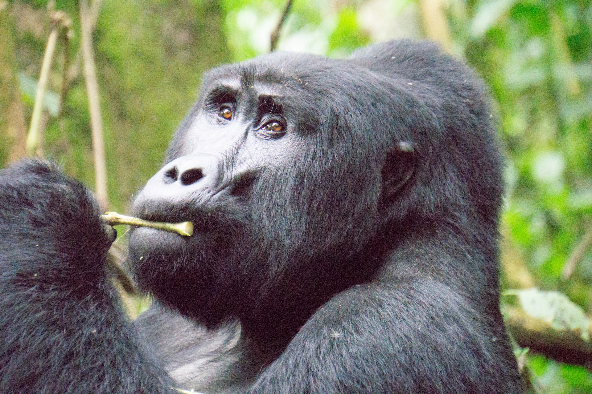 Mountain Gorilla Trekking in Rwanda | Best Tours in Volcanoes National Park