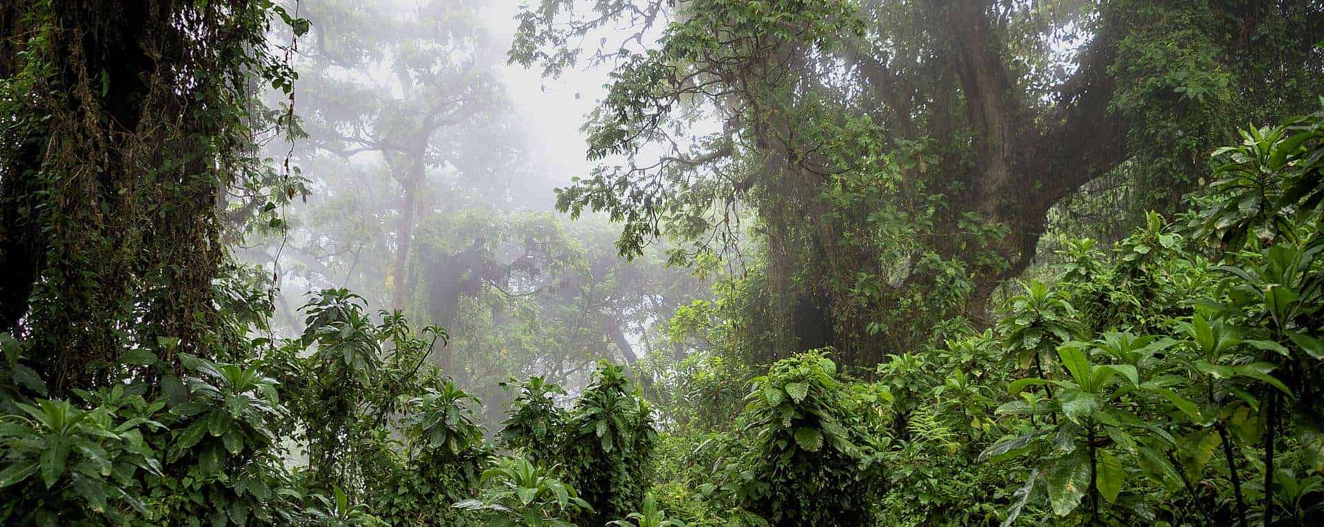Safari To The Hidden Secret of Rwanda| Buhanga Forest