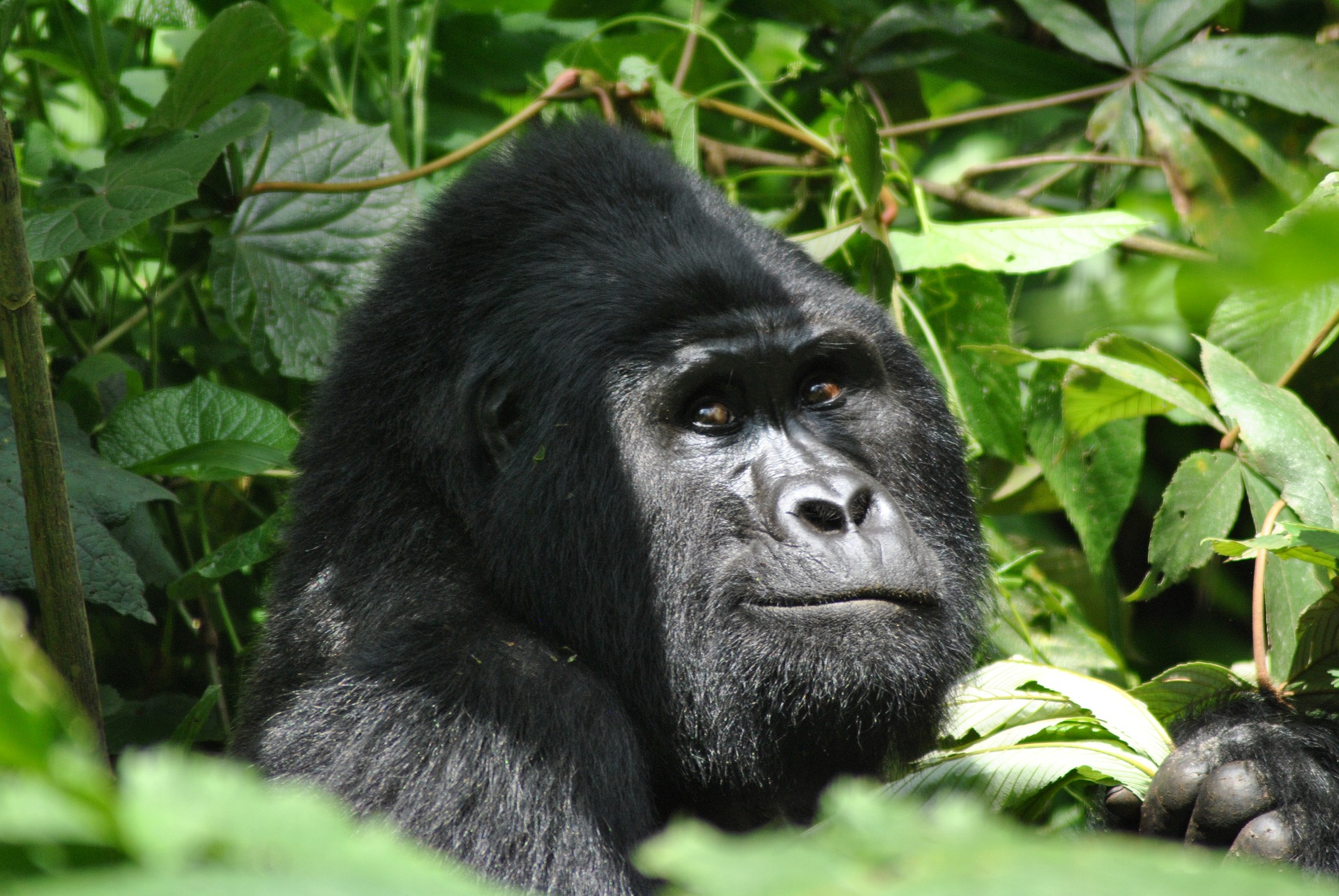 Emotional Intelligence in Gorillas - Volcanoes Rwanda
